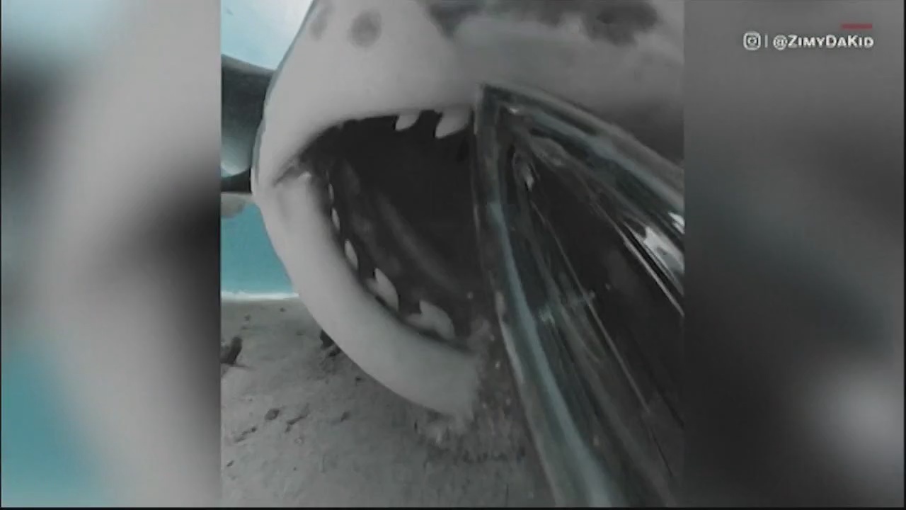 Photographer Captures Amazing Video after Shark Bites Camera! - WFXB