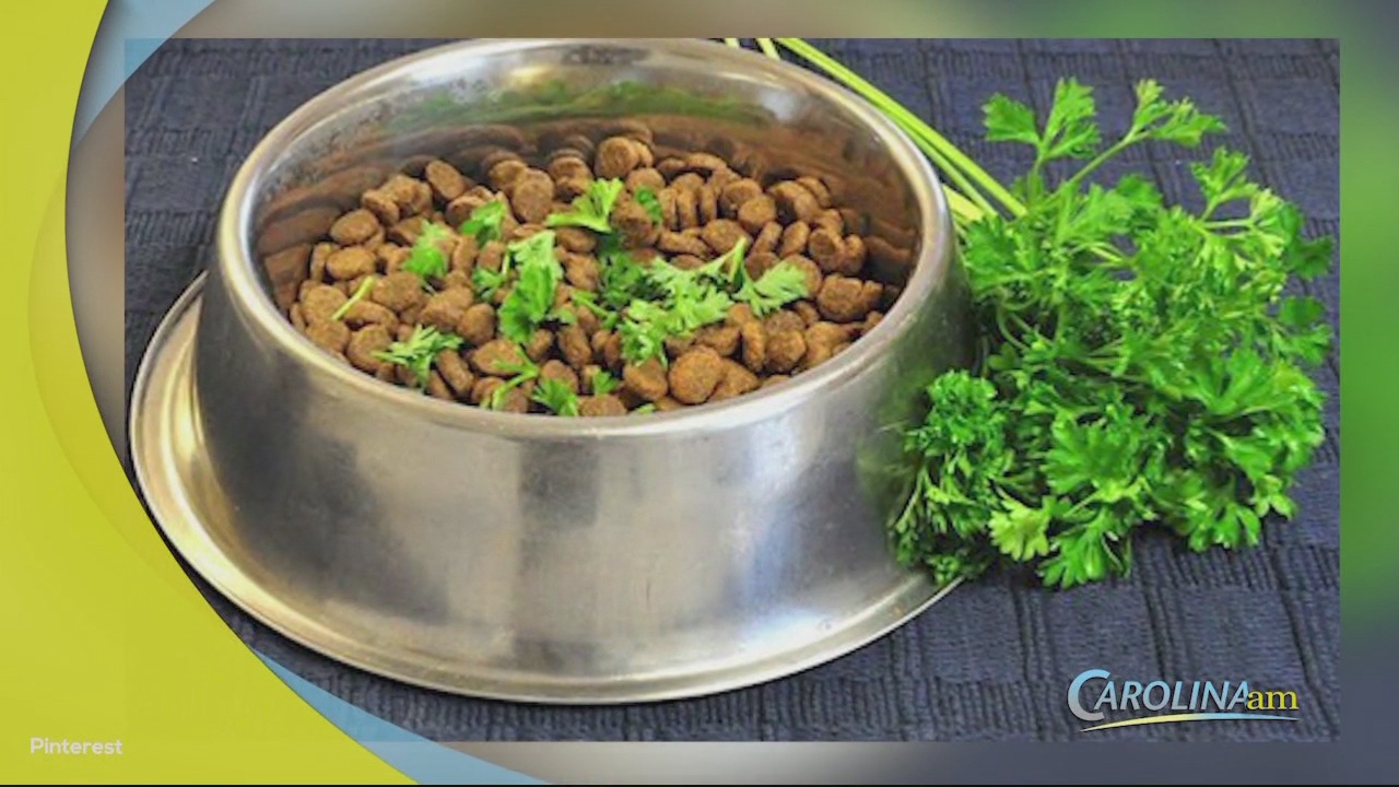 Why You Should Add Parsley to Your Dog's Diet - WFXB