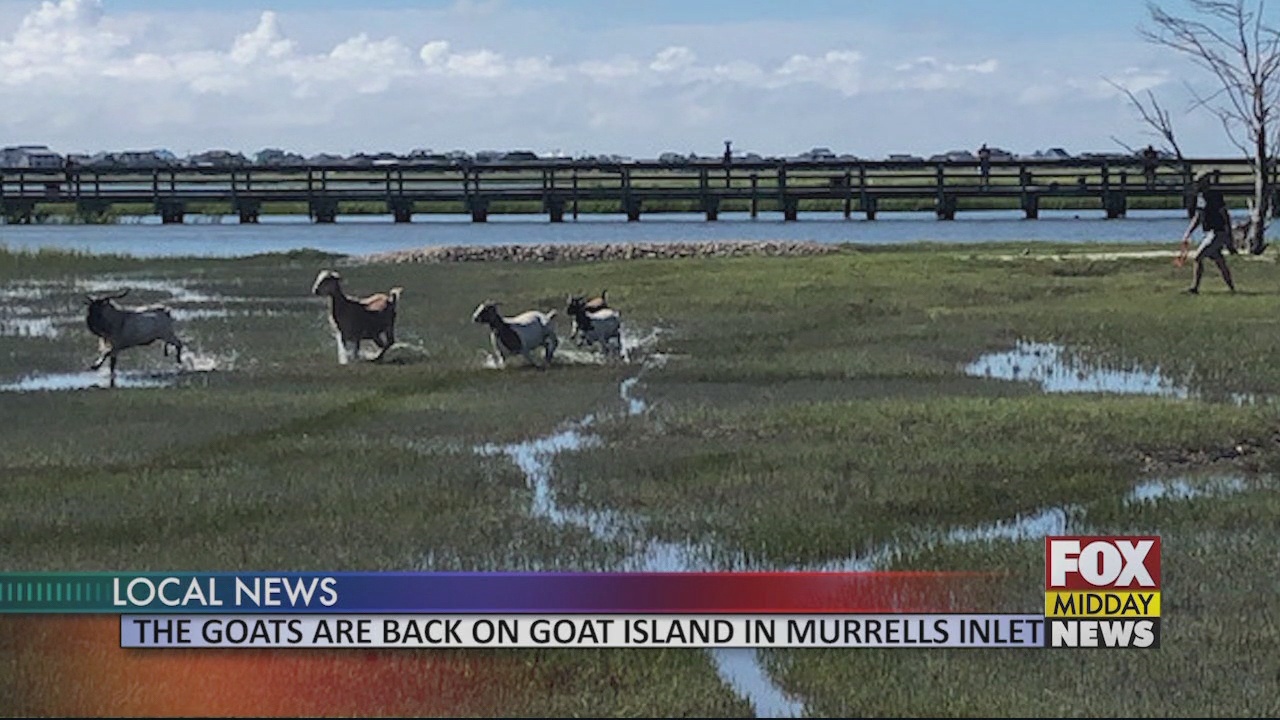 The Goats Are Back on 'Goat Island' in Murrells Inlet! - WFXB