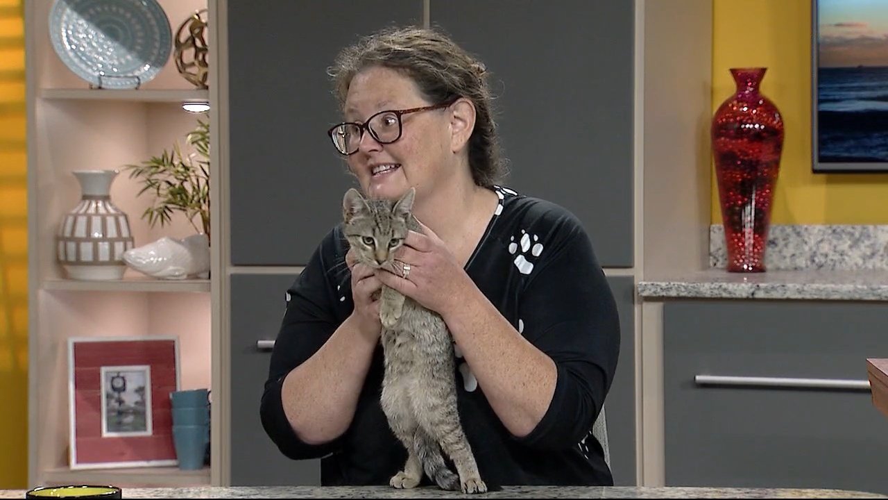 Humane Society of North Myrtle Beach Offering FREE Pet Adoptions All ...