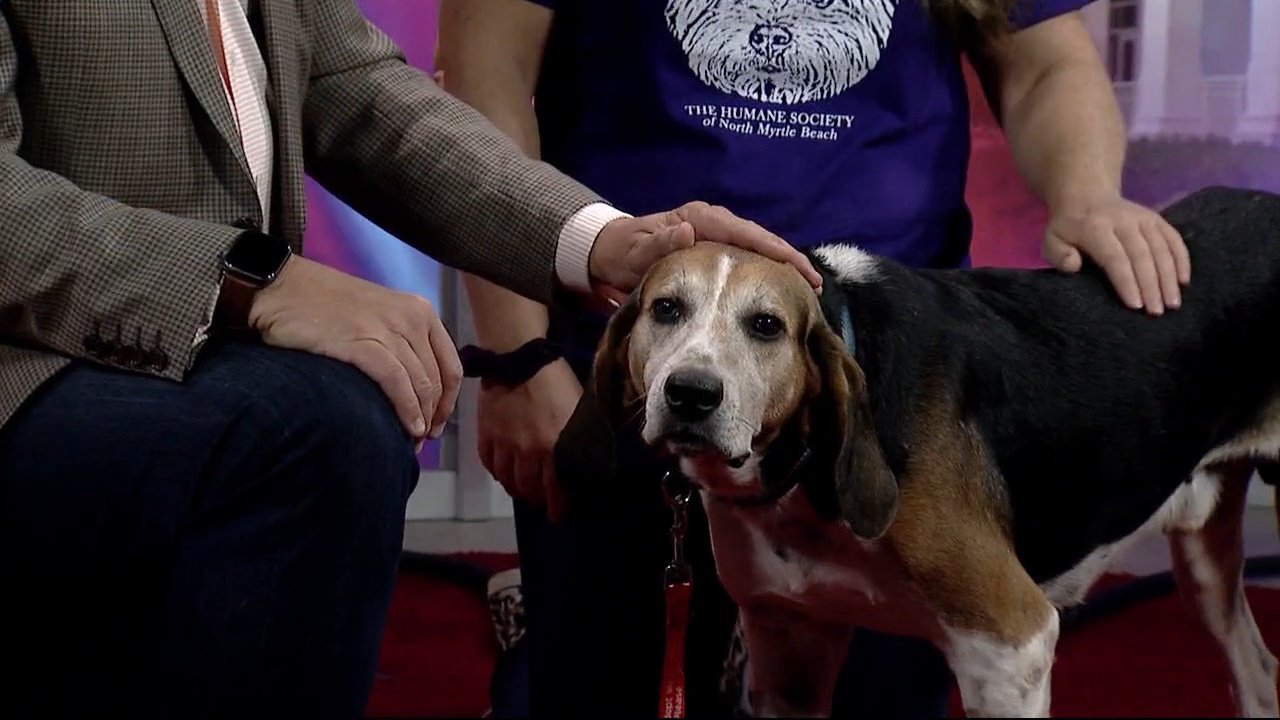 It's a Great Time to Adopt...Free Adoptions This Week at The Humane ...