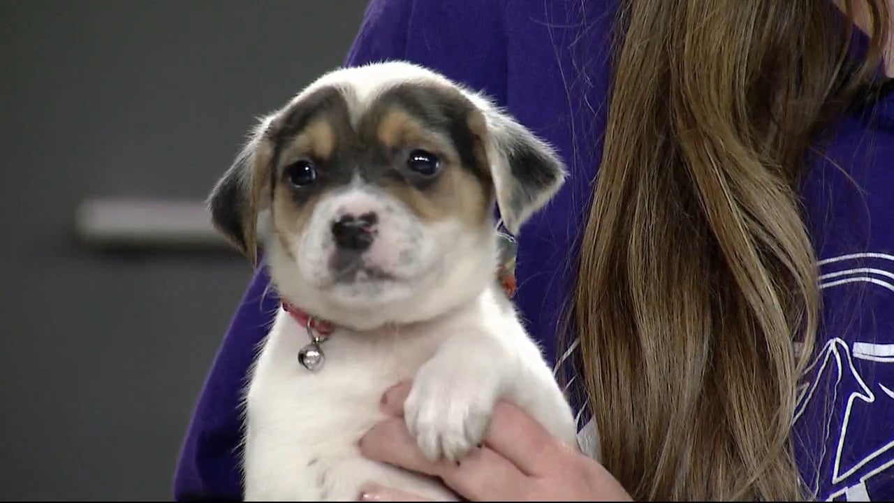 There's Still Time to Get Tickets to Kind Keeper's 'Tinsel & Tails ...