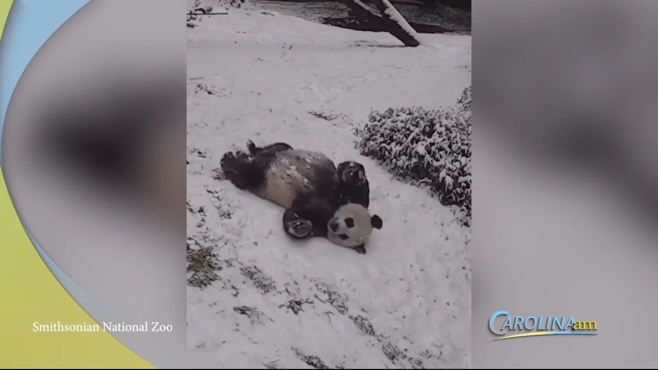Pandas Caught Sliding Down Icy Hill in This Adorable Video - WFXB