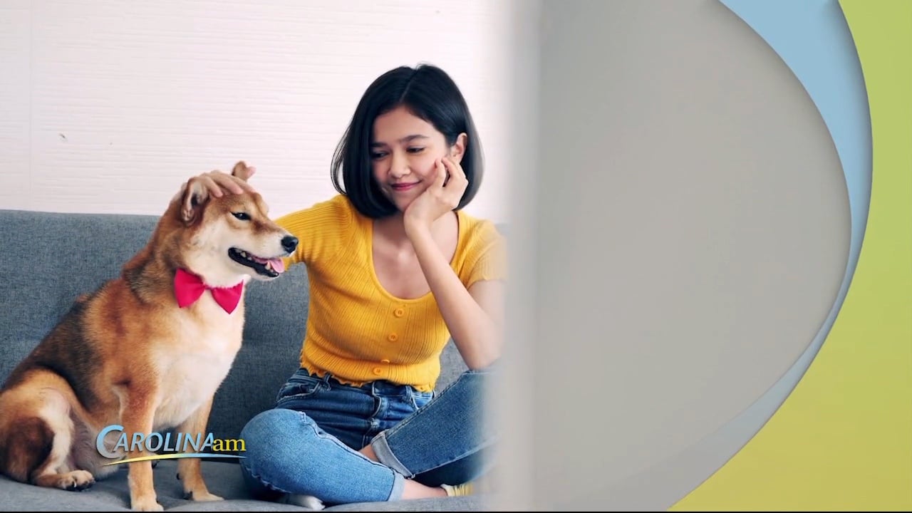 Poll Reveals Pets Prefer to Watch Football on TV Over Other Sports - WFXB