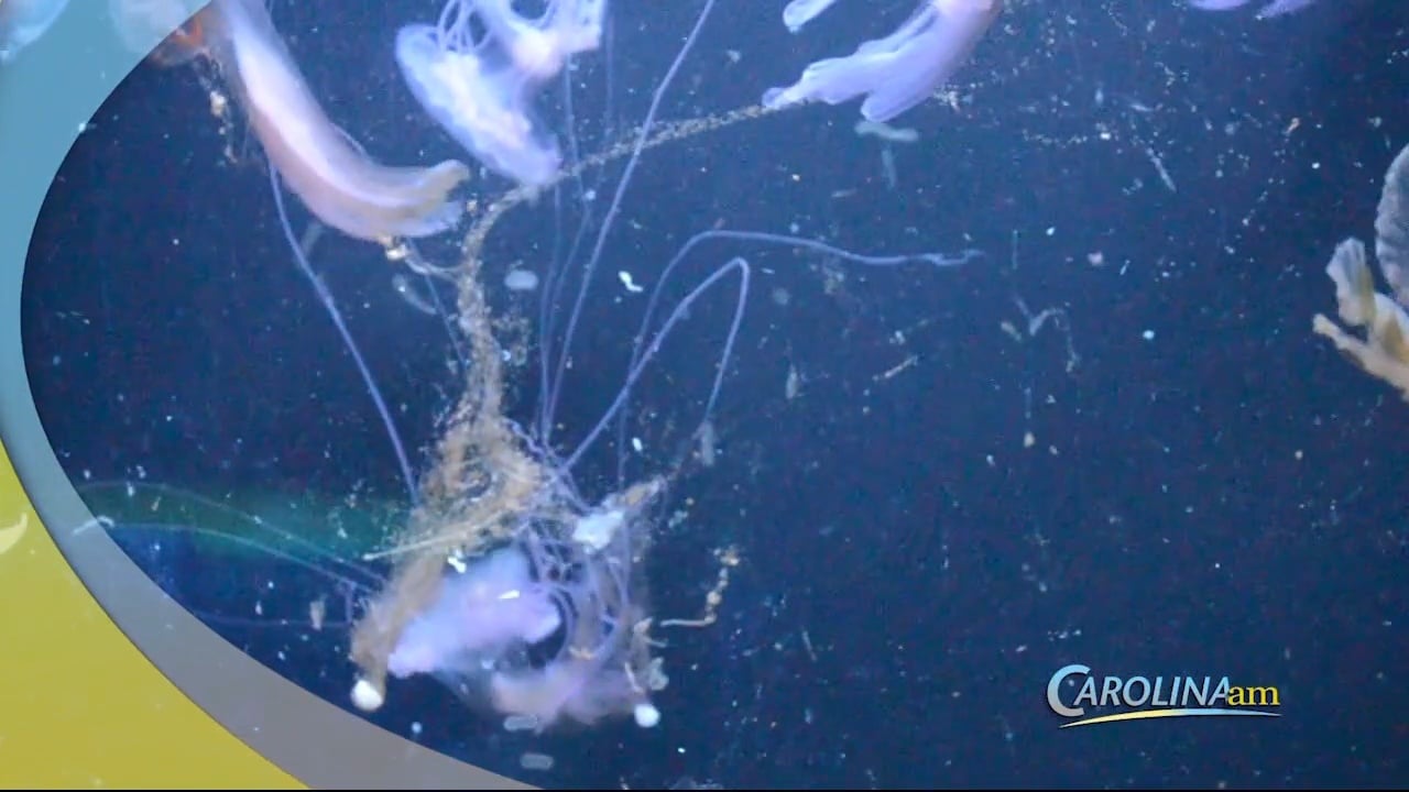 Is There Such a Thing as Sea Lice? - WFXB