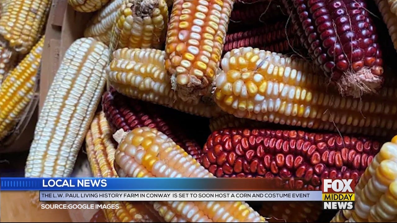 A Corn And Costume Event Is Set To Be Held In Conway - WFXB
