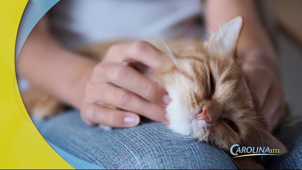Cats Aren't as Aloof as We Thought - WFXB