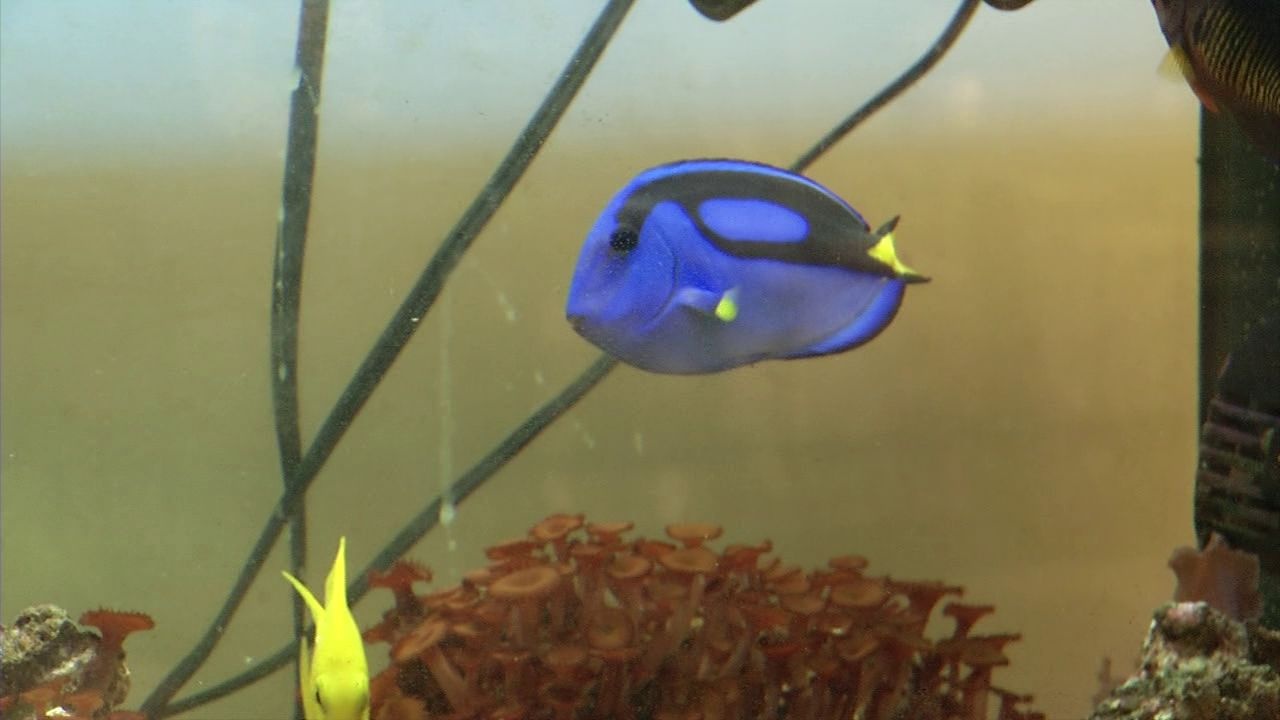 Think twice before bringing 'Dory' home - 47abc