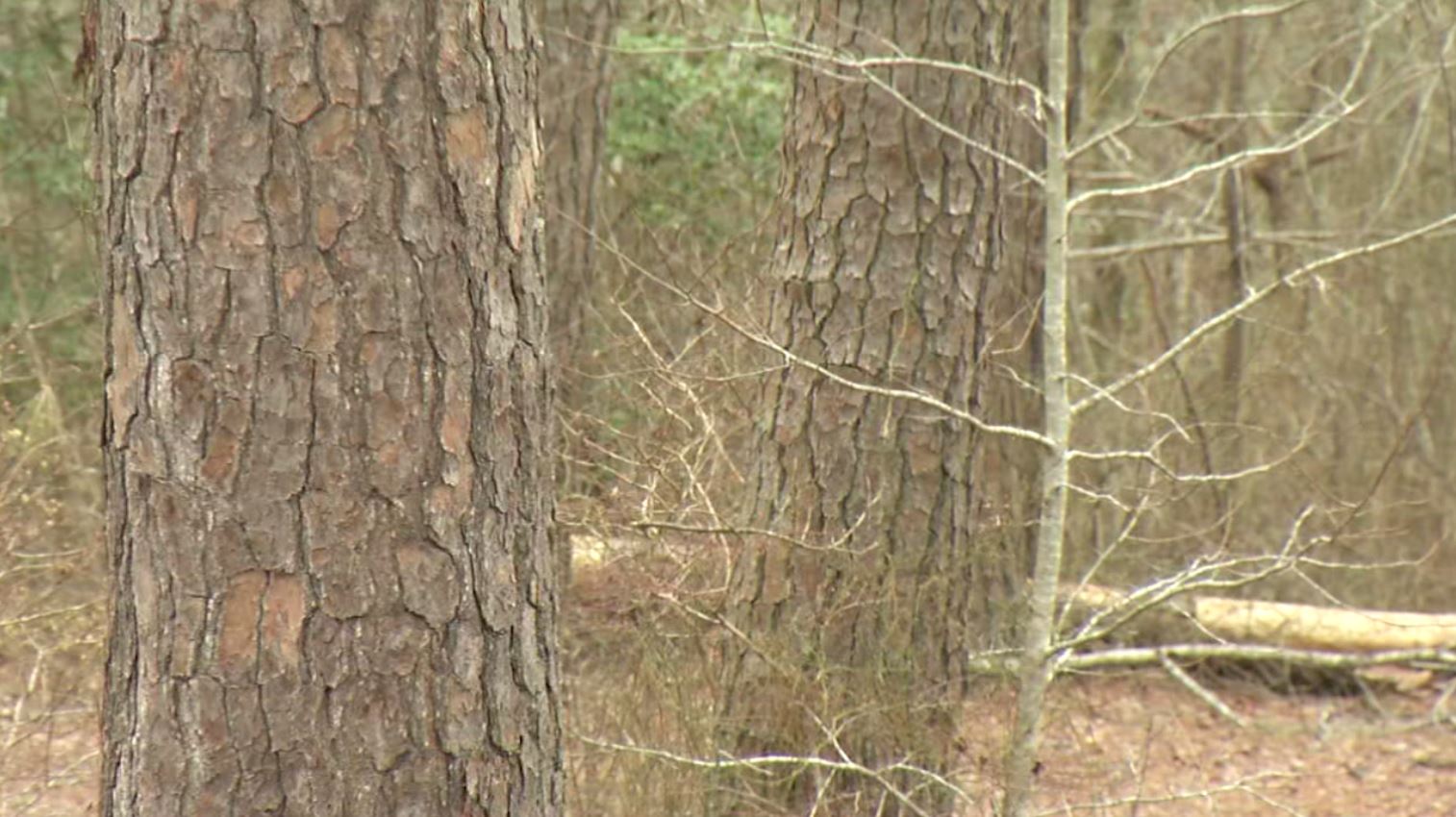 MD Forestry Service offering free trees to local homeowners - 47abc
