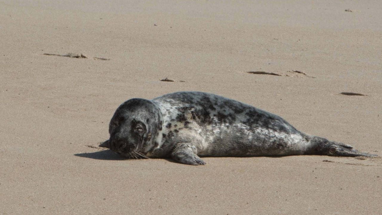 MERR: Wounded seal rescued at Del. beach - 47abc