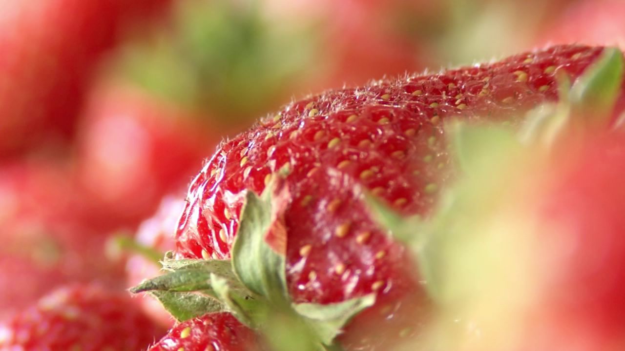 Strawberry picking season gets early start - 47abc