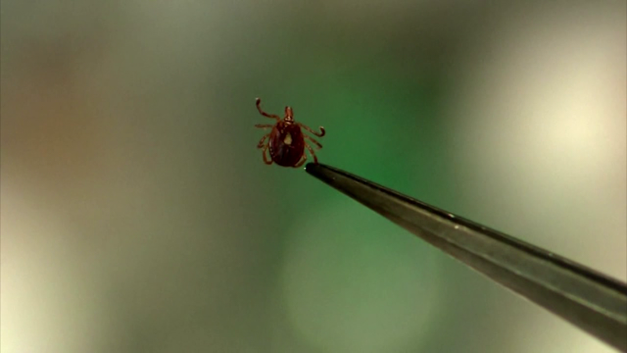 Delaware health officials offer safety tips as peak tick season arrives ...