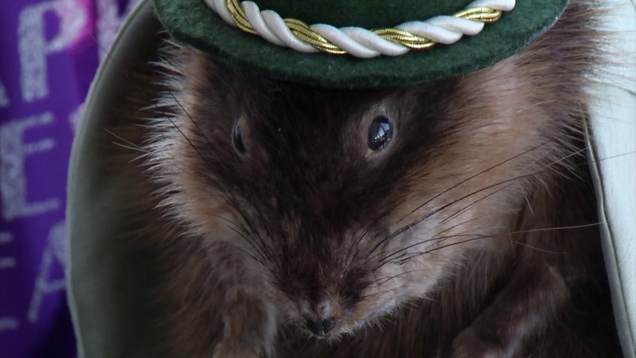 Princess Anne puts a fun twist to their New Year's Eve by dropping a ...