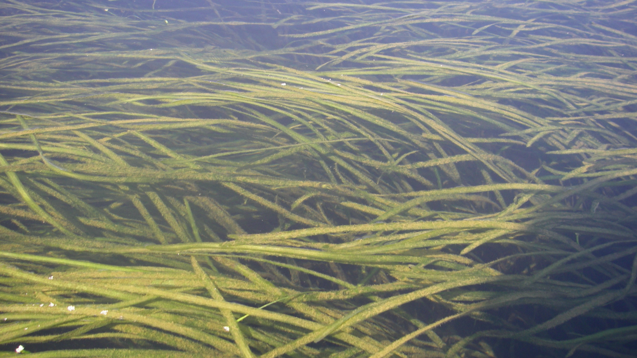 Chesapeake Bay underwater grass abundance continues to improve - 47abc