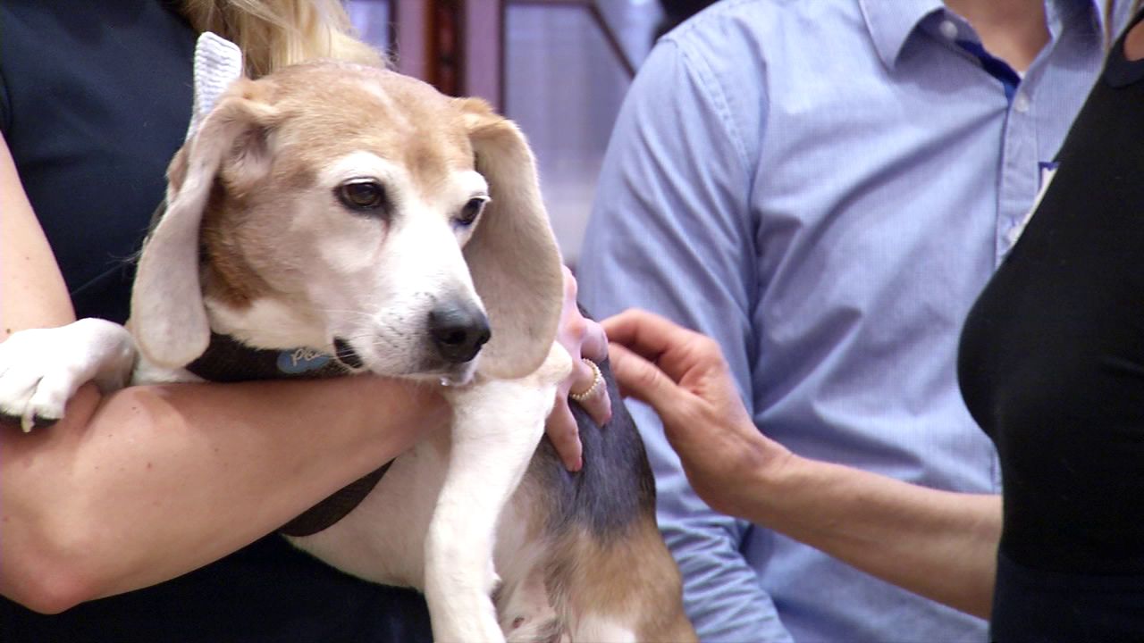 Governor Carney signs bill that gives pets second chance at life - 47abc Governor Carney signs bill that gives pets second chance at life - 47abc