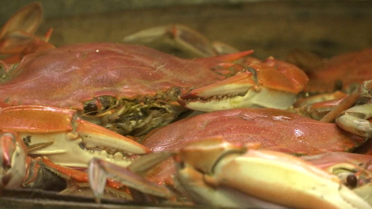 Chesapeake Bay blue crab population showing healthy spawning stock - 47abc