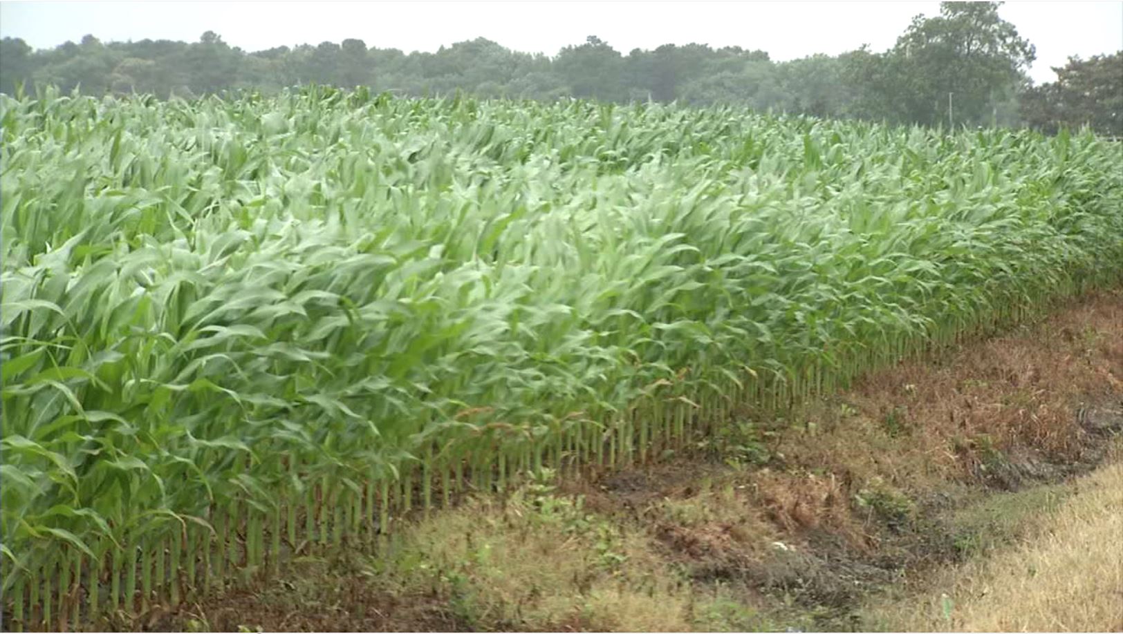 Del. asks for emergency disaster relief after farmers lose crops - 47abc