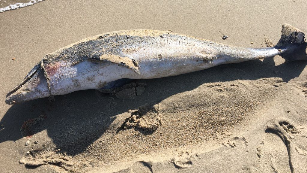 Del. beaches see an increase of dead dolphins wash up on shore - 47abc
