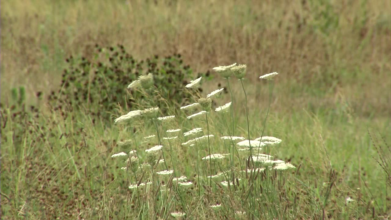 DelDOT hopes to help pollinator populations with wildflowers - 47abc