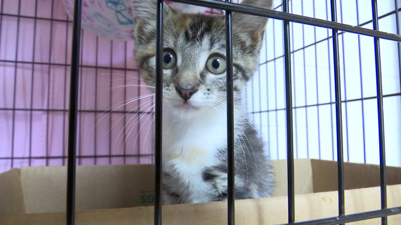 Local humane society over capacity - 47abc