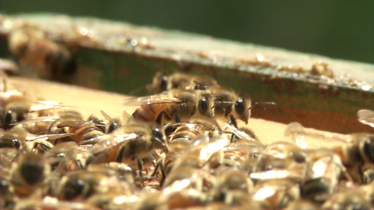 Certain weed killers could be harming bee populations - 47abc