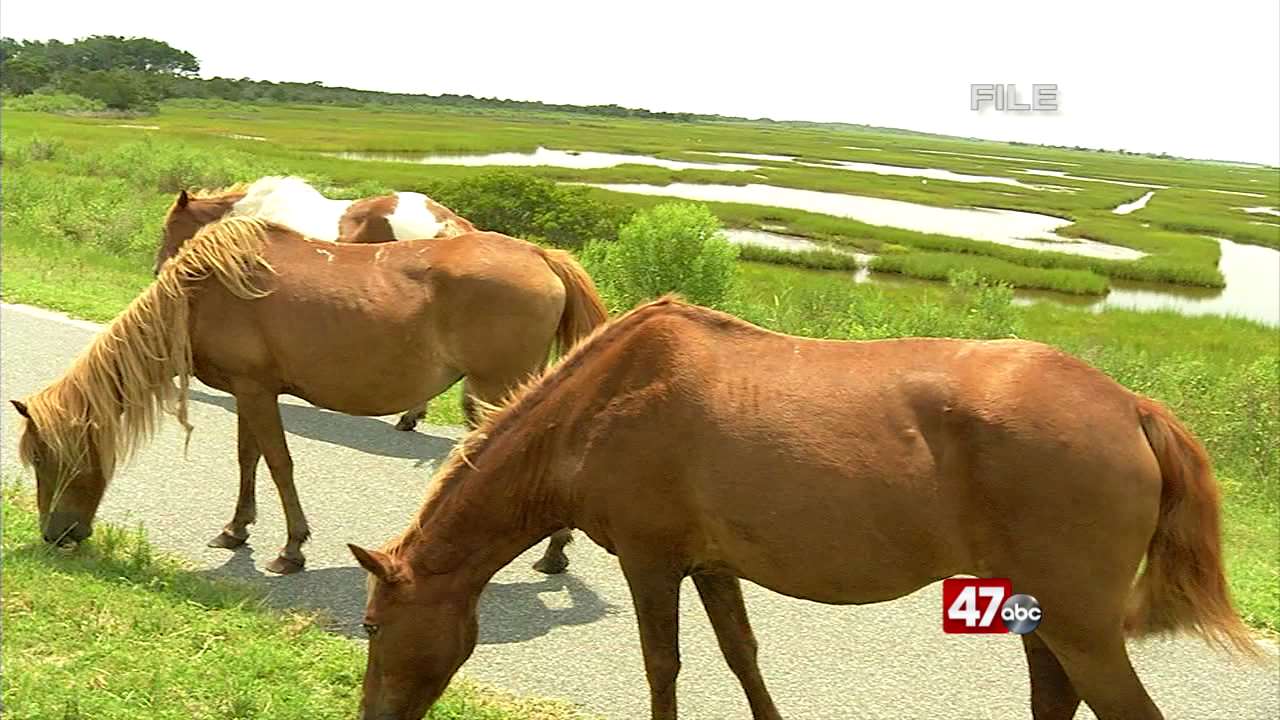 'Swamp cancer' enferma 7 ponis de Chincoteague - 47abc
