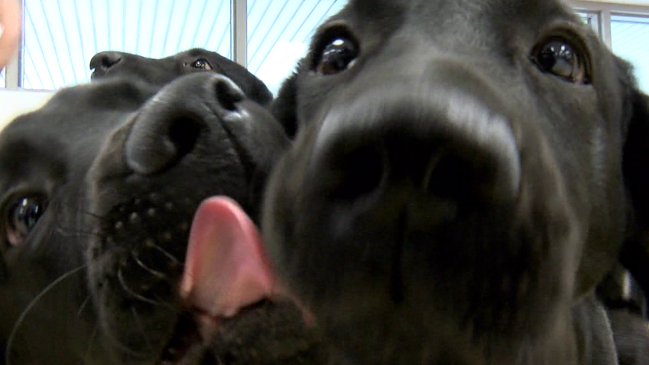 Weekend puppy raisers wanted for ECI's service dog program - 47abc