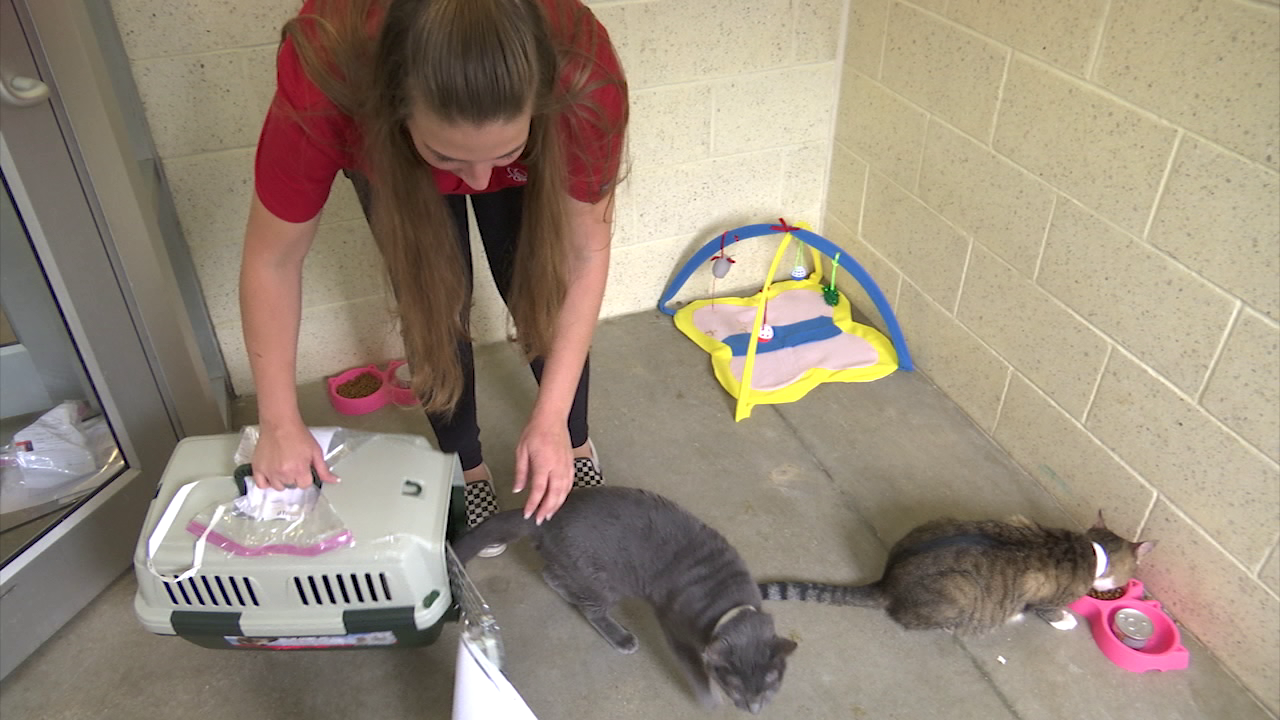 Cats rescued, airlifted from Florida Panhandle after Hurricane Michael ...