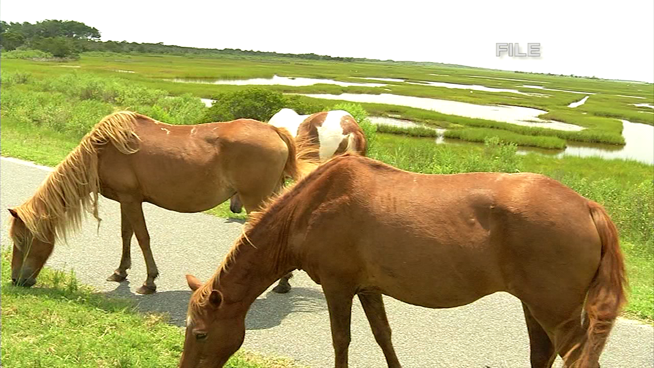 'Swamp cancer' afflicts 7 Chincoteague ponies - 47abc