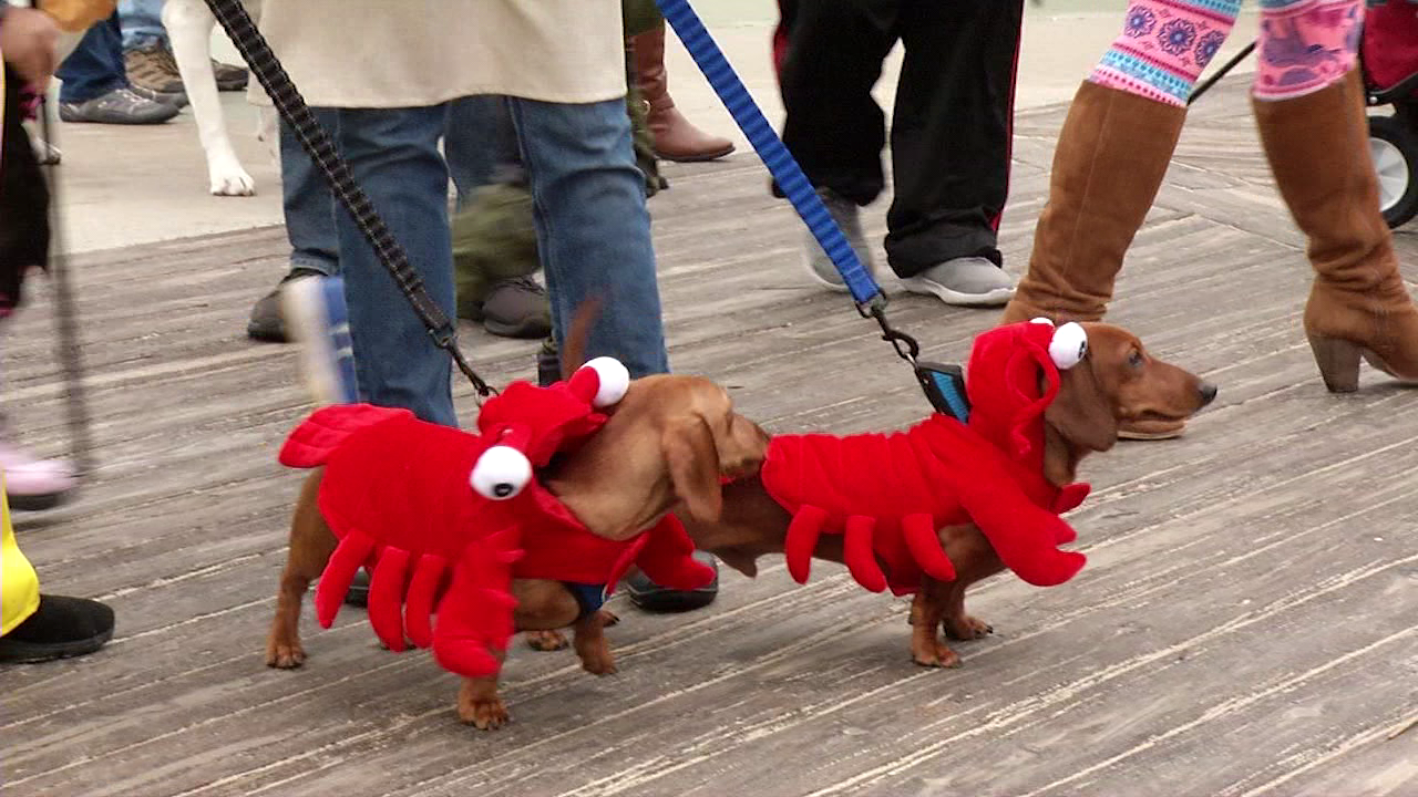 Humane society benefits from annual pet parade - 47abc
