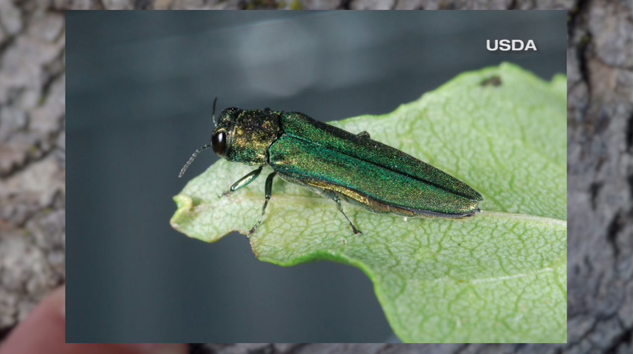 Officials warn public of invasive insect that could destroy ash trees ...