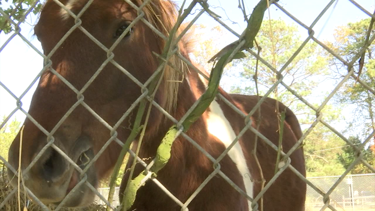 Update on Chincoteague ponies recovering from swamp cancer - 47abc