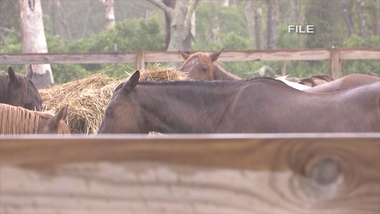 Officials announce ponies infected with swamp cancer will be euthanized ...