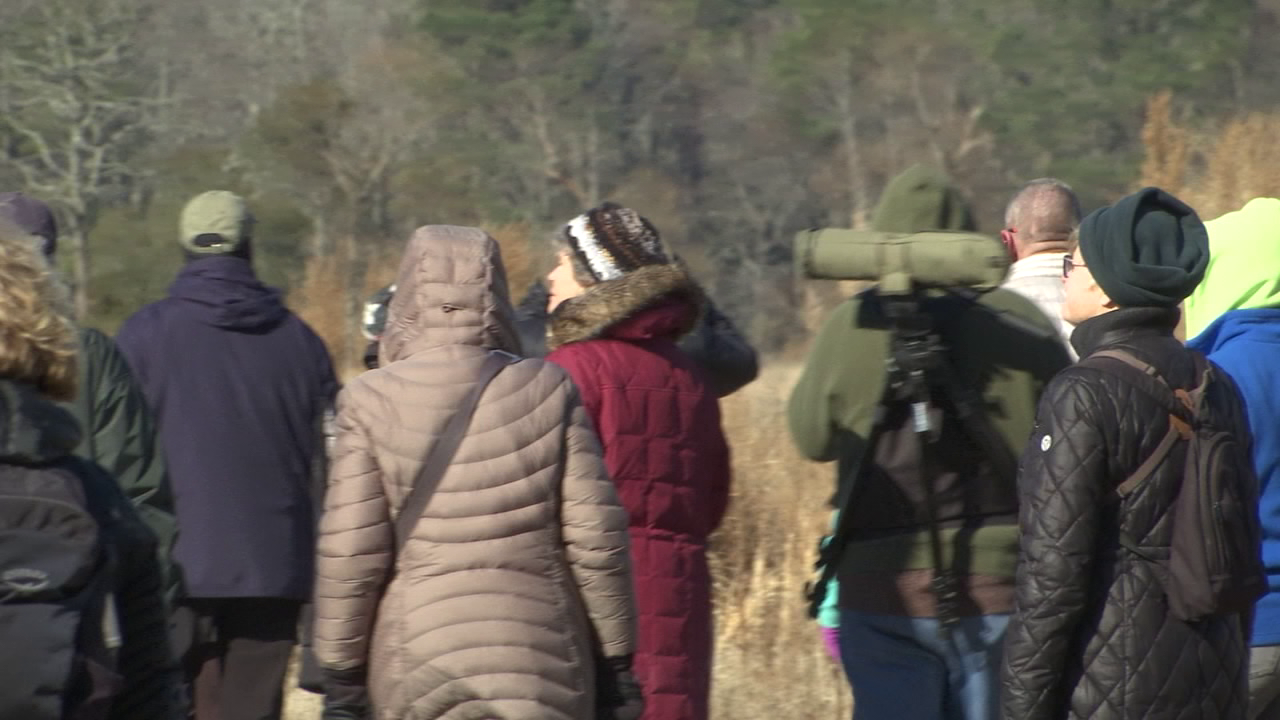 Nature lovers flock to the shore for Winter Delmarva Birding Weekend ...