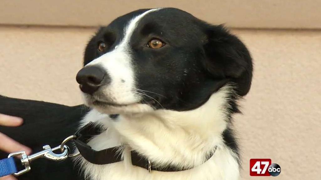 Pets on the Plaza: Meet Colt - 47abc