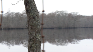 Public input session open for Pocomoke Forest 2020 plan - 47abc