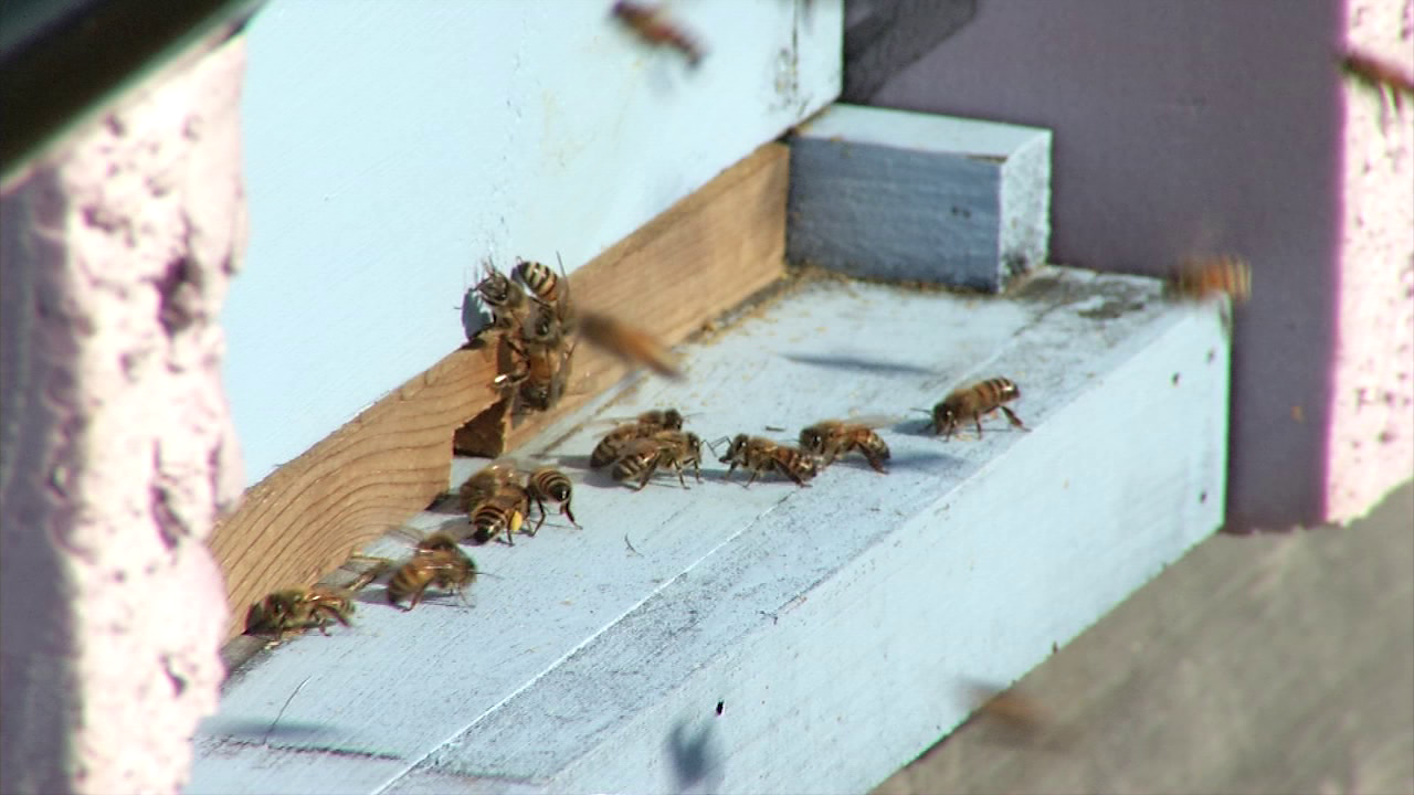 New study on honey bee pests can help scientists/beekeepers with better ...