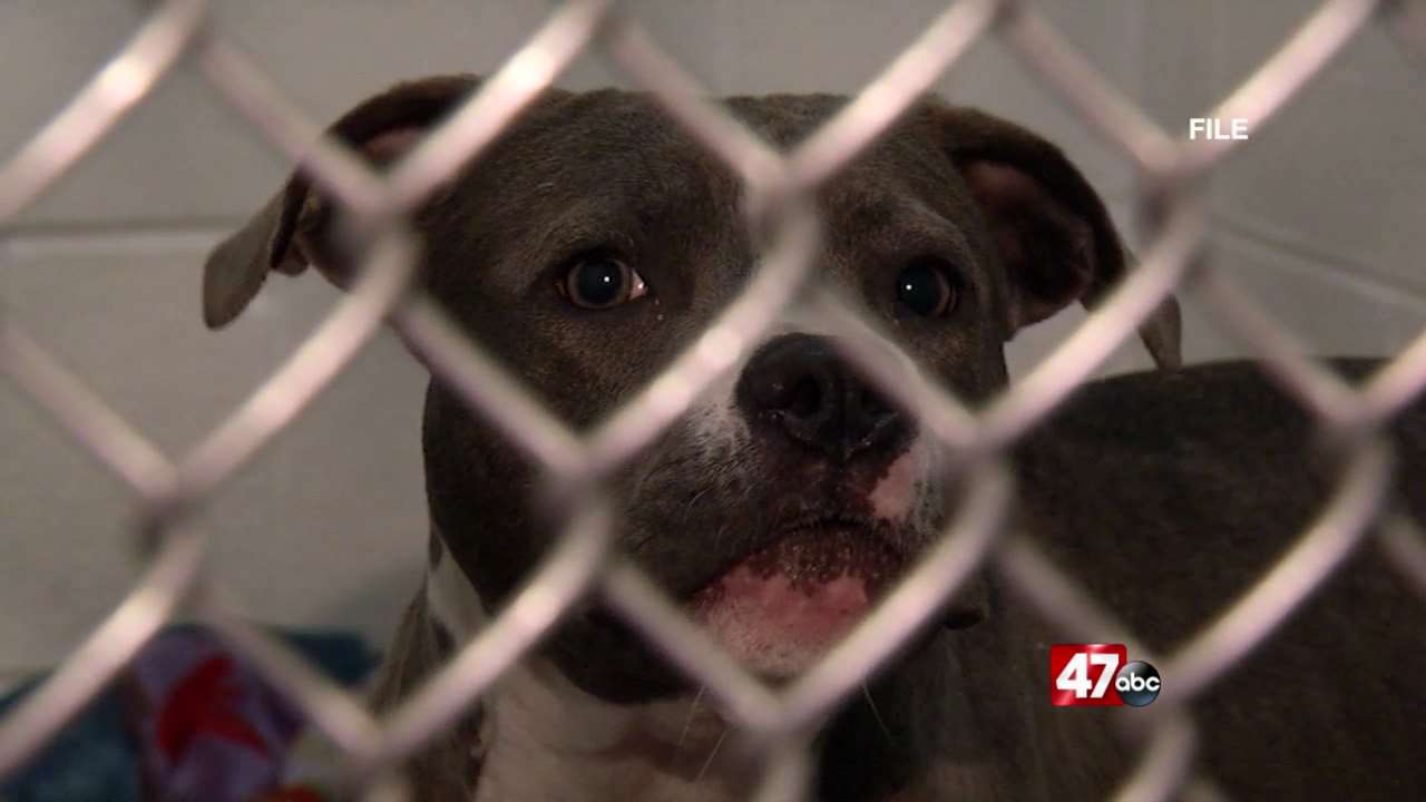 Rescue dogs to become First State's Dog - 47abc
