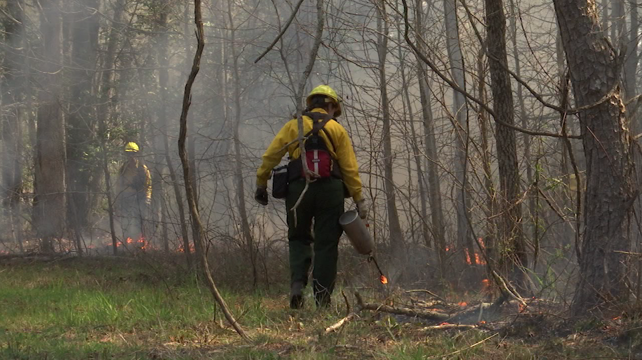 Controlled fire brings new life to Nassawango Creek Preserve - 47abc