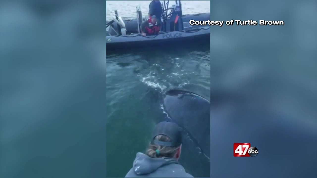 Good Samaritans help rescue whale near Ocean City - 47abc