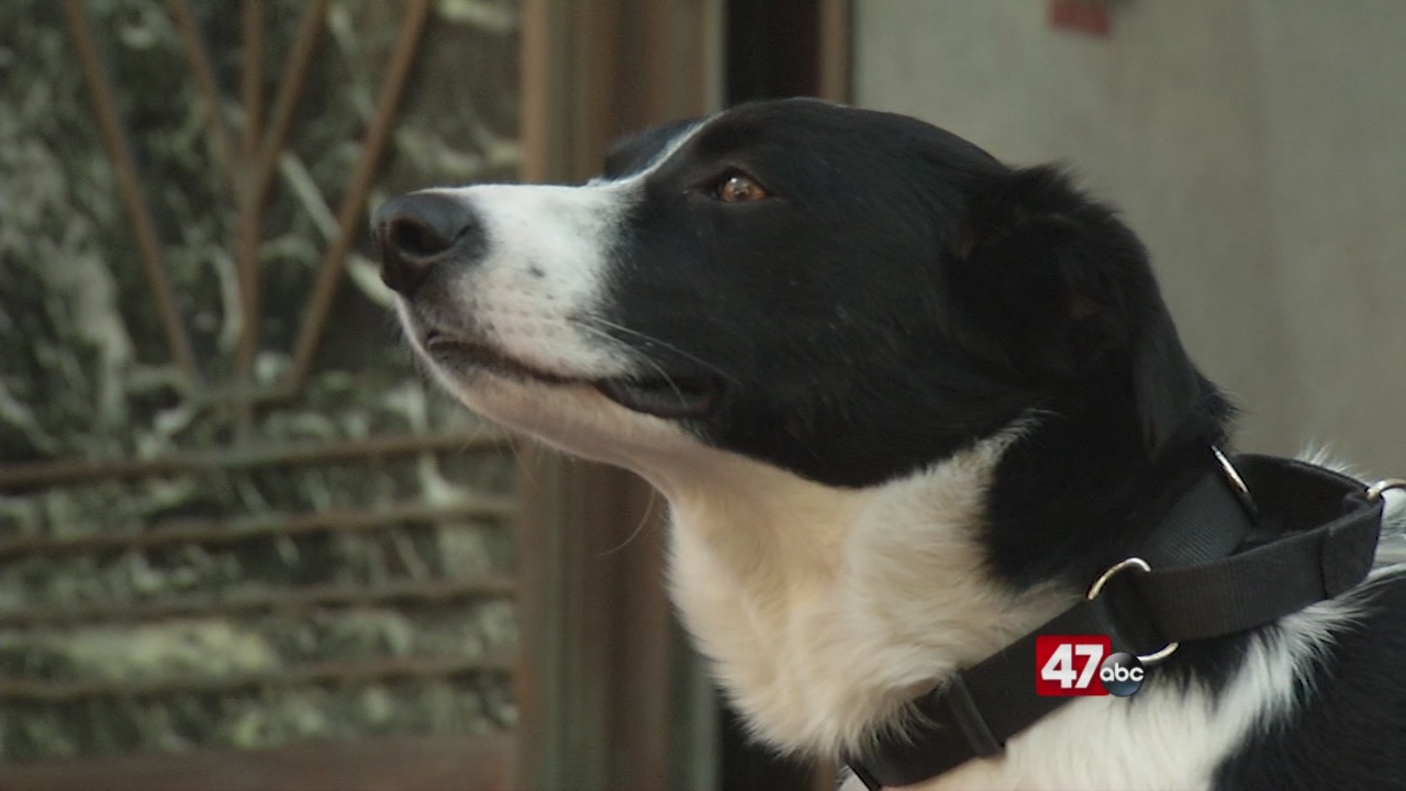 Pets on the Plaza: Meet Colt - 47abc