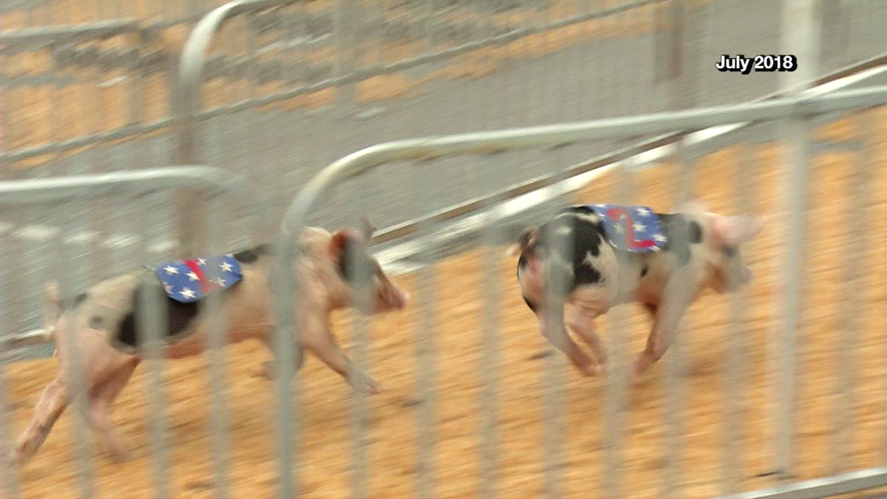Celebrity action at Delaware State Fair Hollywood Racing Pigs - 47abc