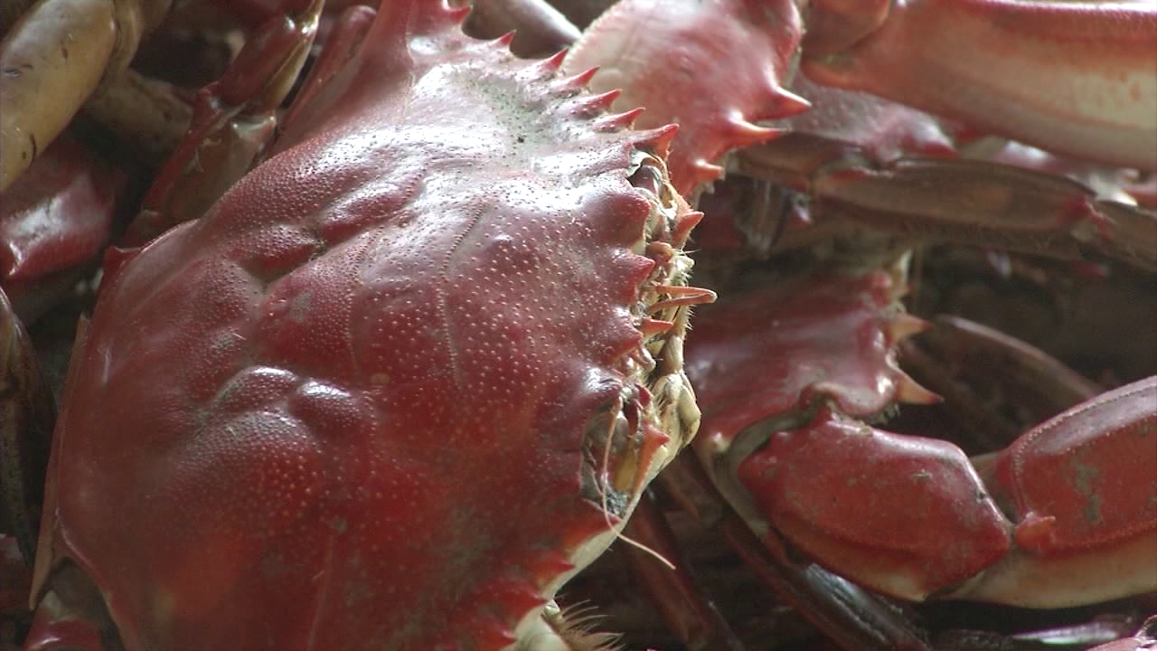 Crabbing season on the upswing for Labor Day weekend - 47abc