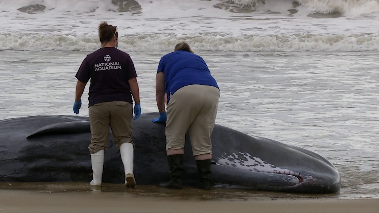 Beached whale dies in Ocean City despite rescue efforts - 47abc