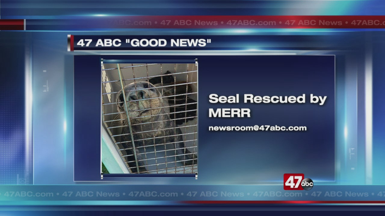 MERR Institute rescues seal pup at Cape Henlopen State Park - 47abc