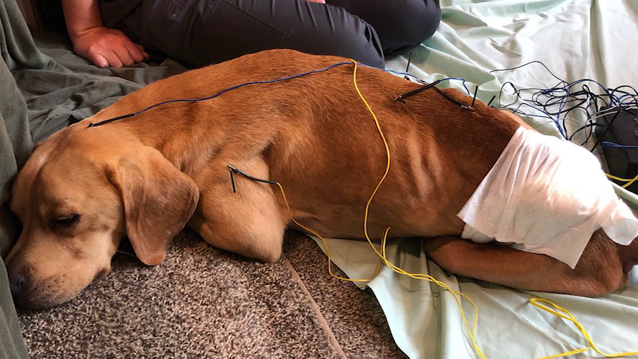 "Christmas in July" event helping raise funds for dogs at Doggone Happy ...