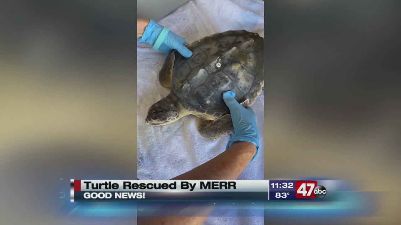 MERR Institute rescues sea turtle - 47abc