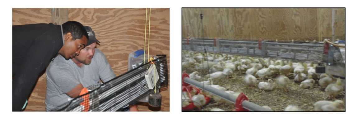 New federal technology aiming to reduce ammonia emissions in poultry ...