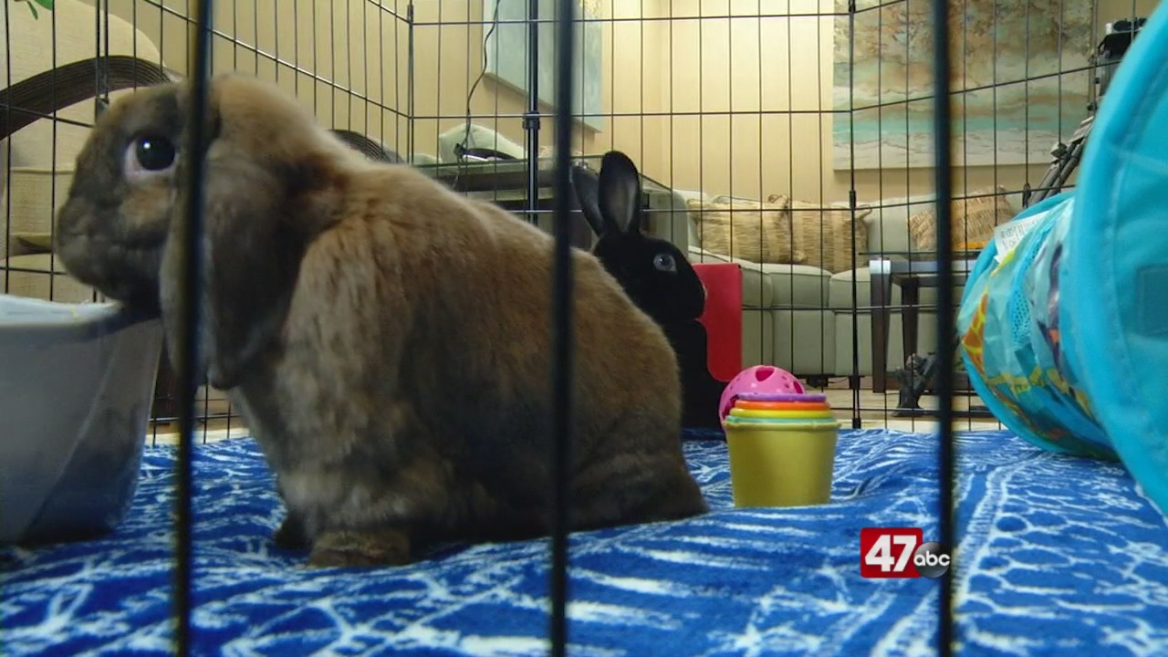 Pets on the Plaza: Meet Marshmellow and Nutters - 47abc