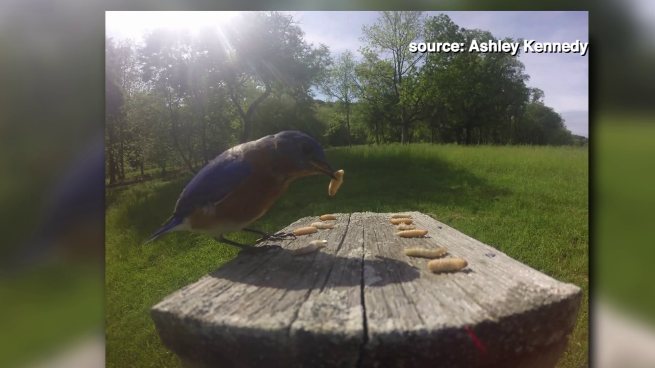 Birds and insect population declining, environmentalist educates ...